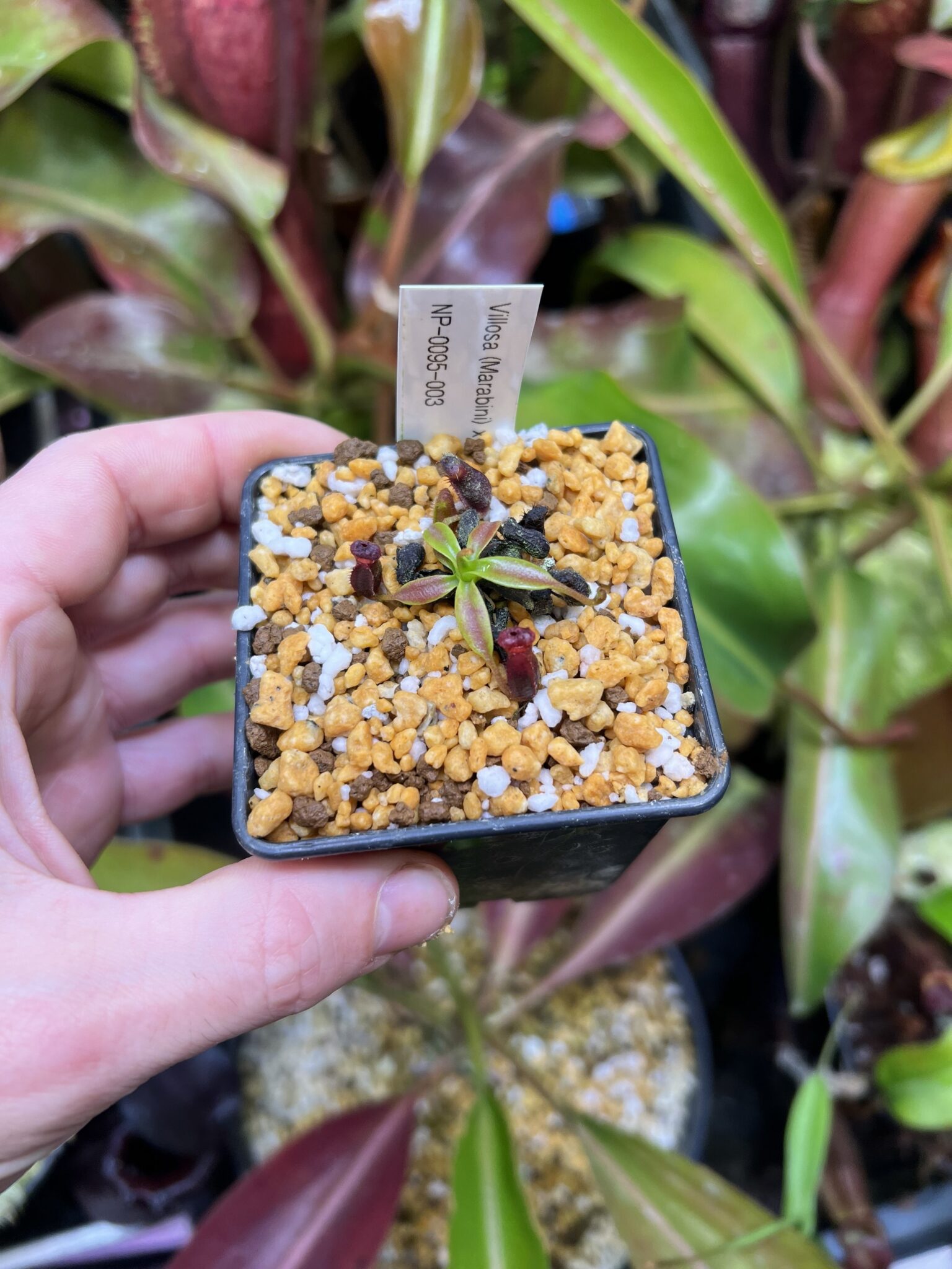 Nepenthes villosa x trusmadiensis – Nilsplants